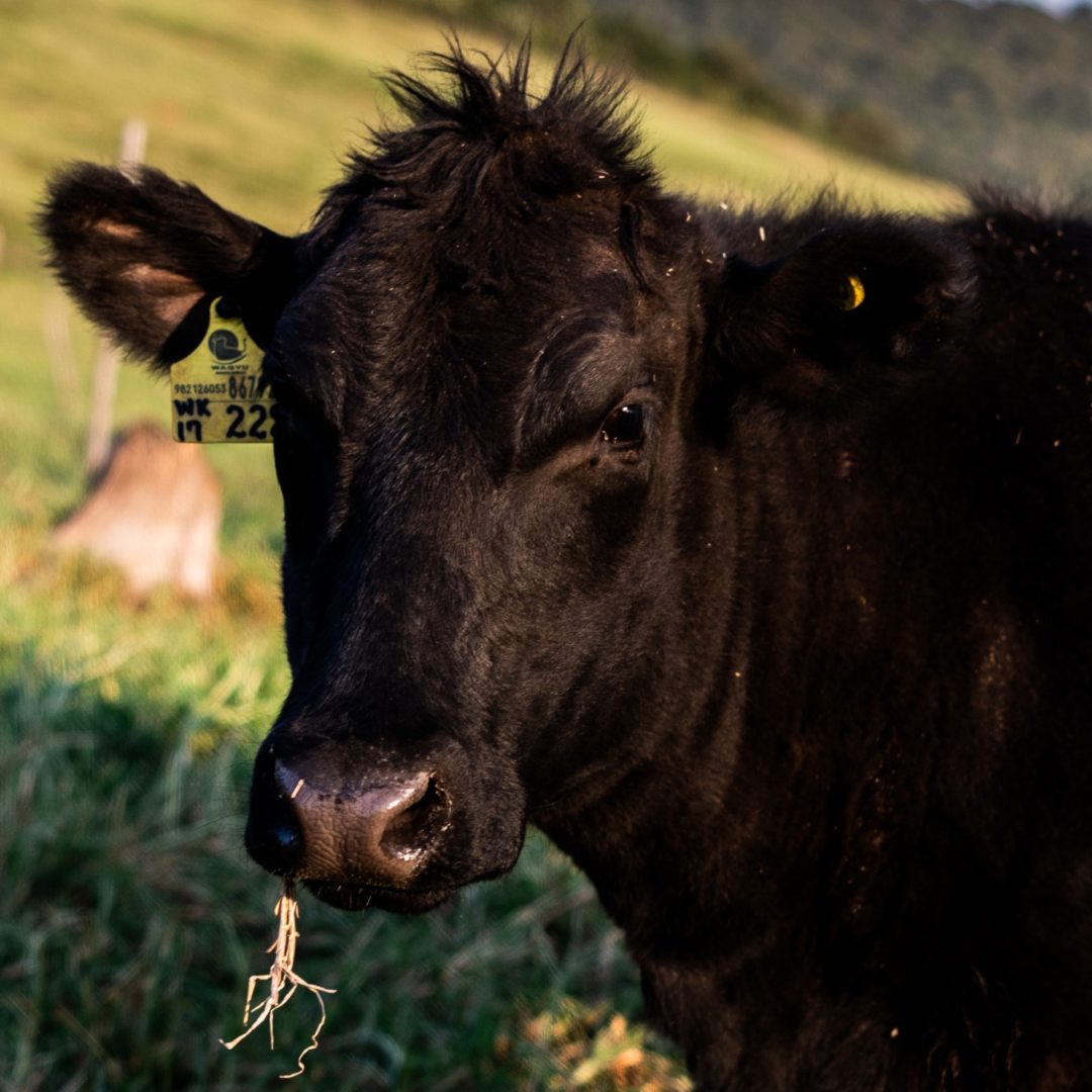 The Farm | Zuney Wagyu